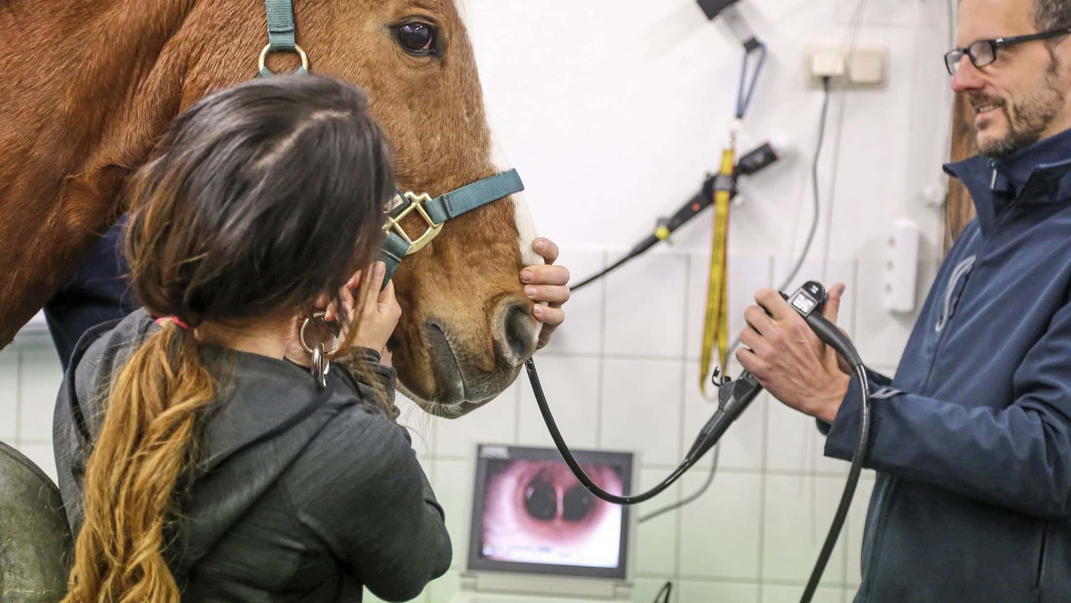 CAVALLO Medizin-Kompendium: Die 100 wichtigsten Pferdekrankheiten
