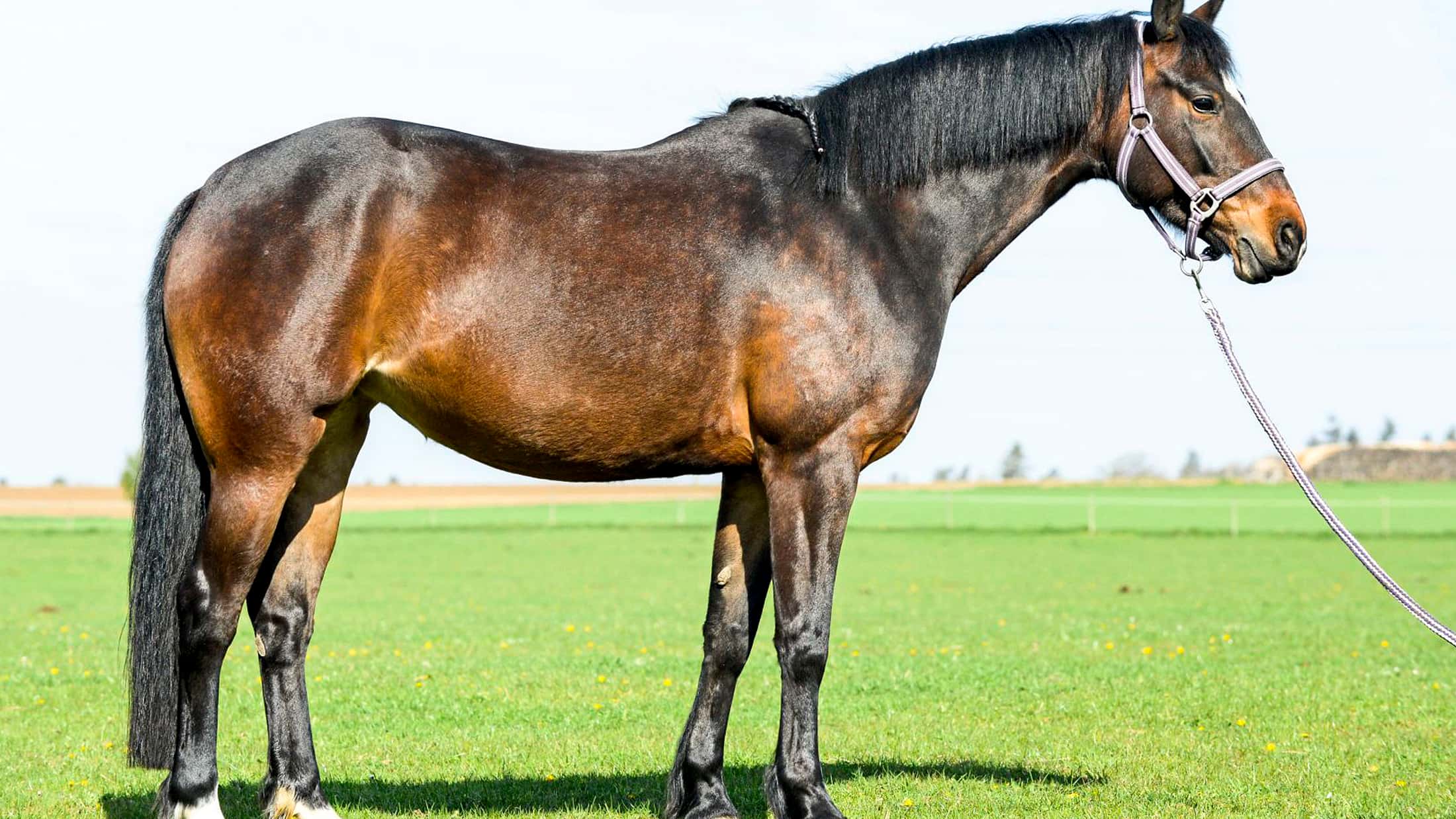 Pferde-Figur-Quiz: Dick, dünn oder genau richtig?