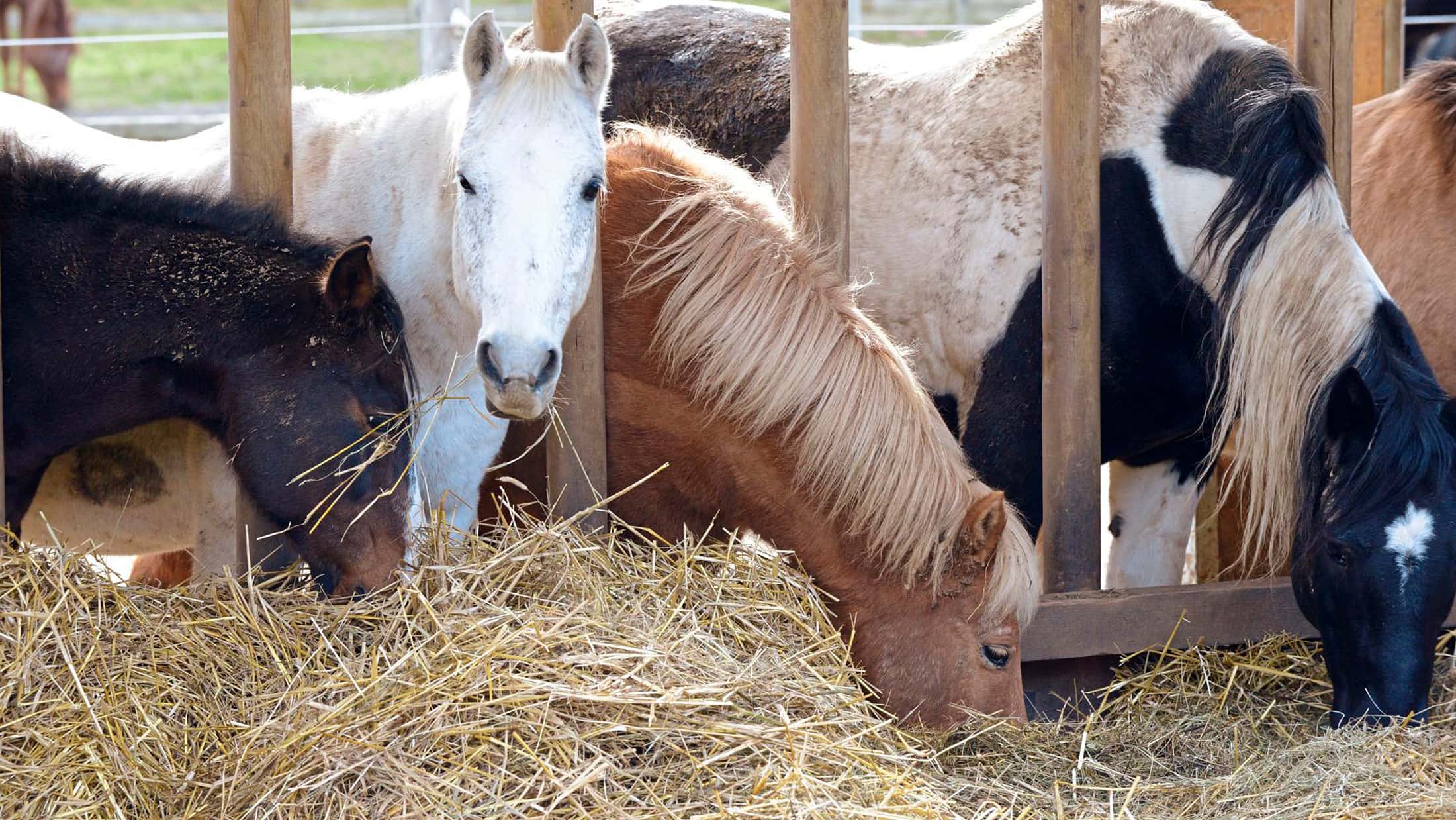 Wie finden Profis den richtigen Stall?