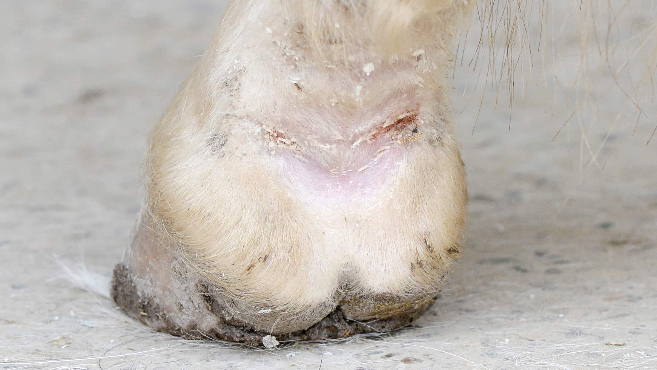 Mauke beim Pferd: Symptome, Ursache, Behandlung