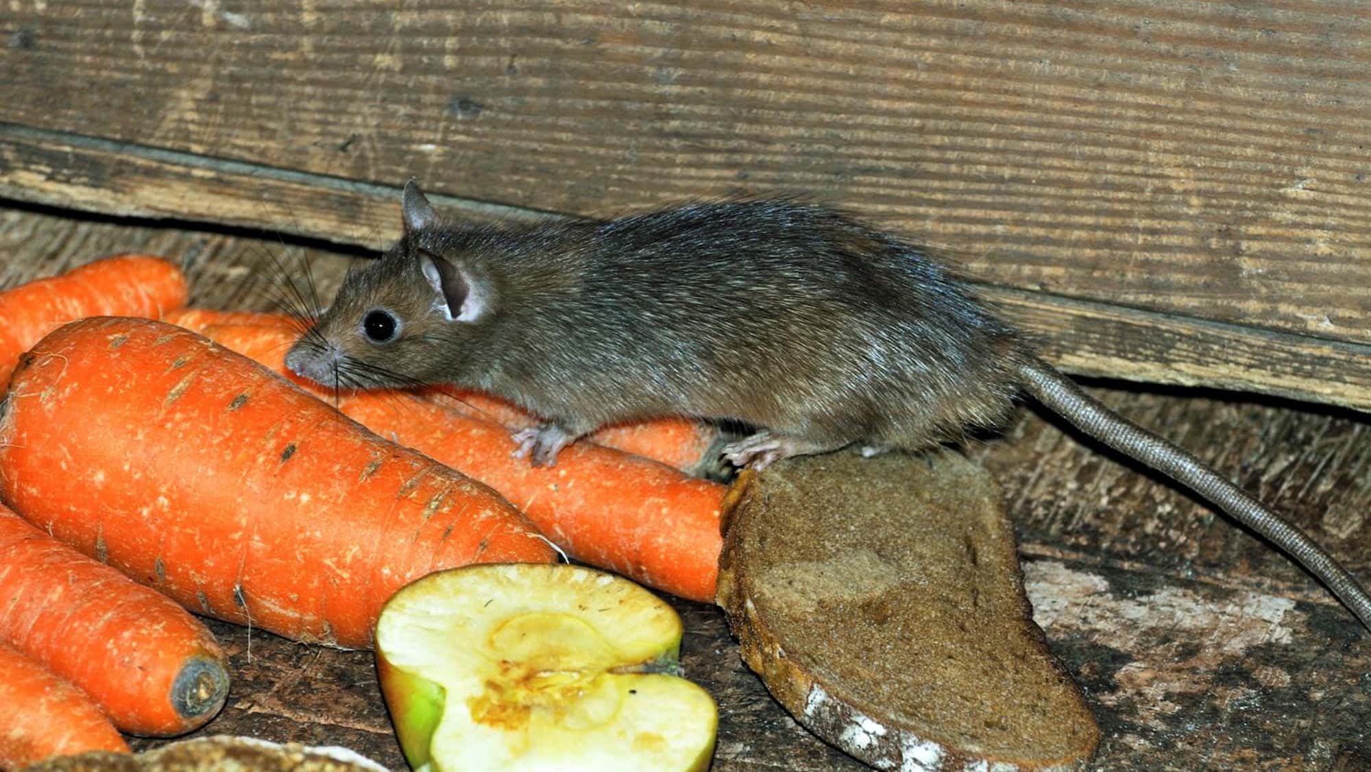 Wie wird man Mäuse und Ratten im Stall los?