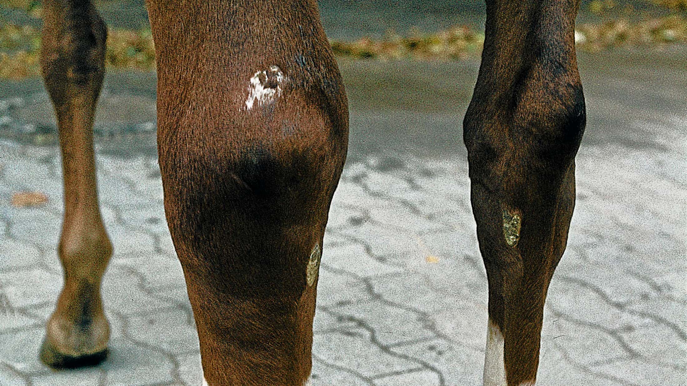 Phlegmone beim Pferd: Ursachen, Symptome, Behandlung