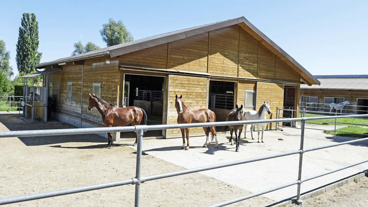 Stall-Check: Pferdehaltung ist oft noch nicht perfekt